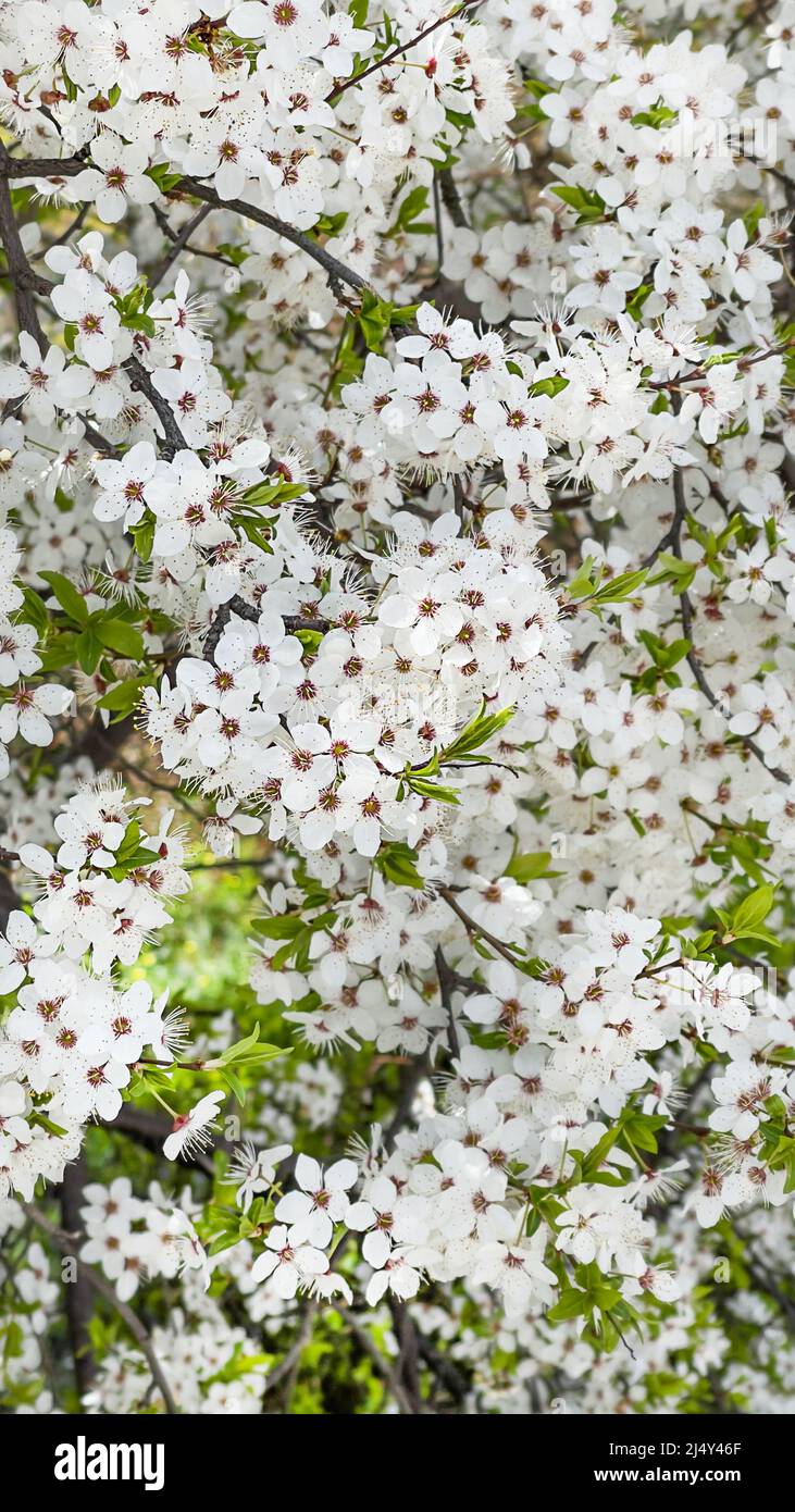 Beautiful blooming cherry tree in spring closeup. Flowering cherry ...