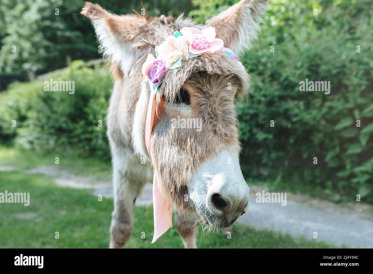 Gray donkey in a wreath of flowers on his head on a sunny day in the ...