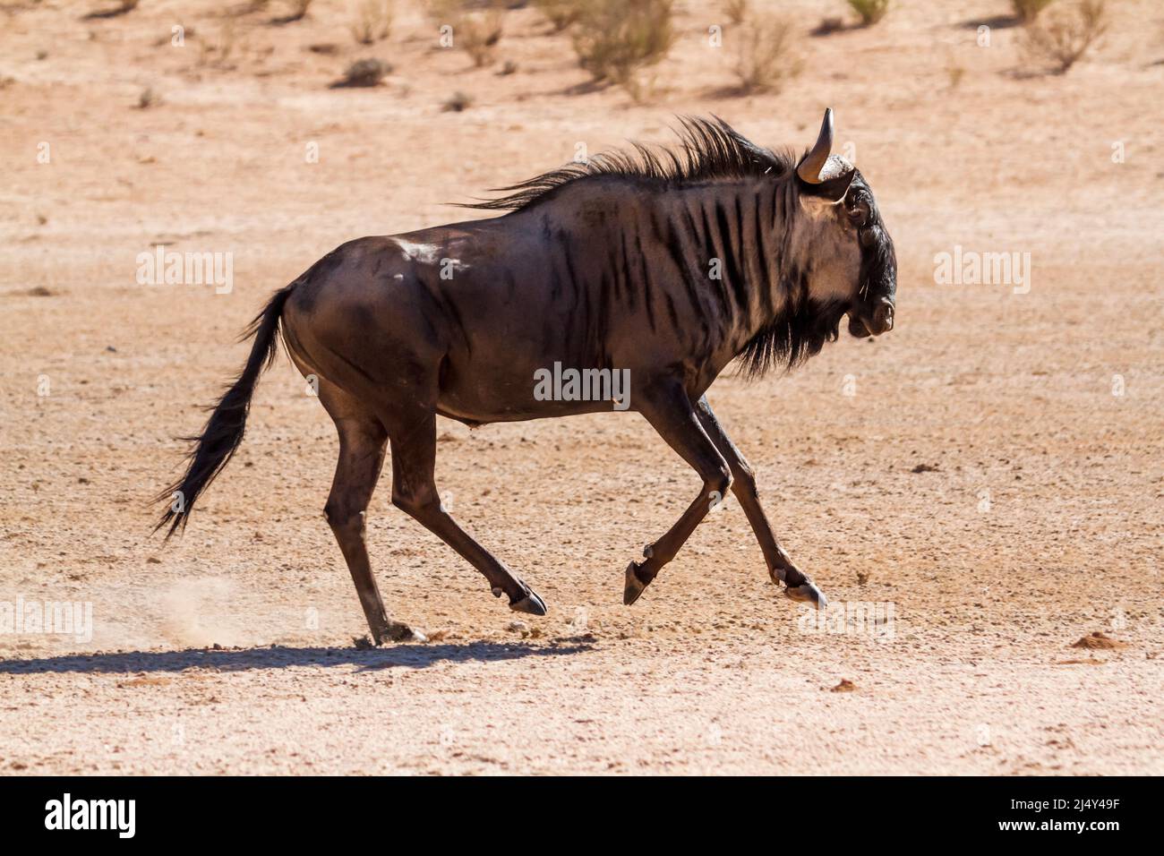 Blue wildebeest running in the sand Kgalagadi transfrontier park, South ...