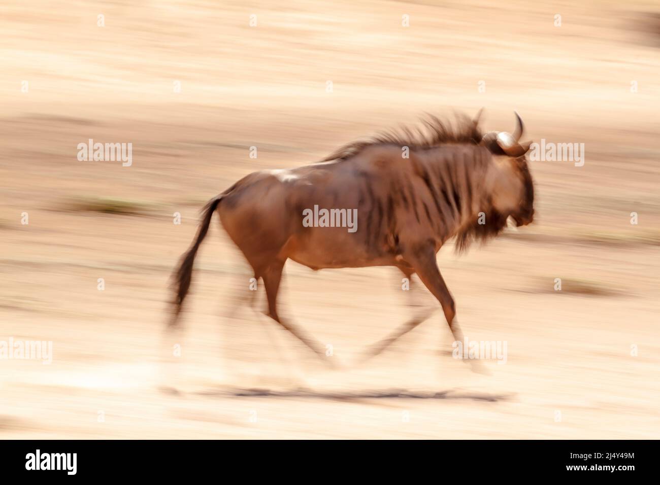 Blue wildebeest running with long exposure effect in Kgalagadi ...