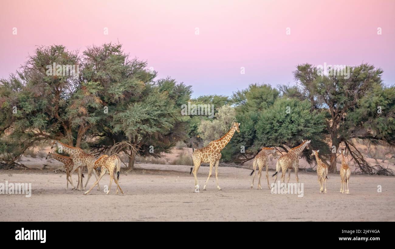 Small group of Giraffes in dry land scenery in Kgalagadi transfrontier ...