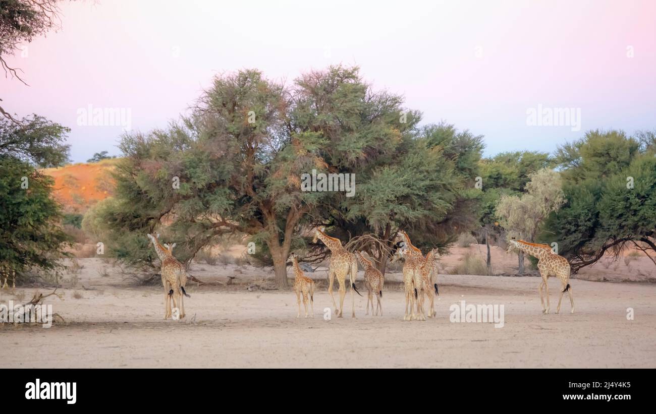 Small group of Giraffes in dry land scenery in Kgalagadi transfrontier ...