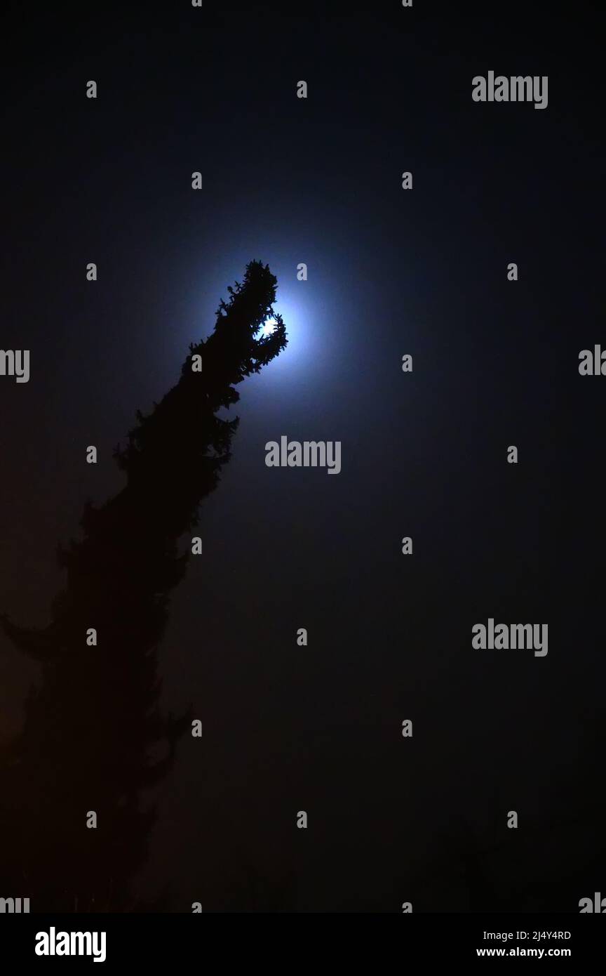 Dragon shaped tree hi-res stock photography and images - Alamy