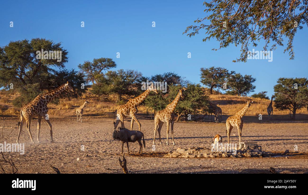 Small group of Giraffes at waterhole in Kgalagadi transfrontier park ...