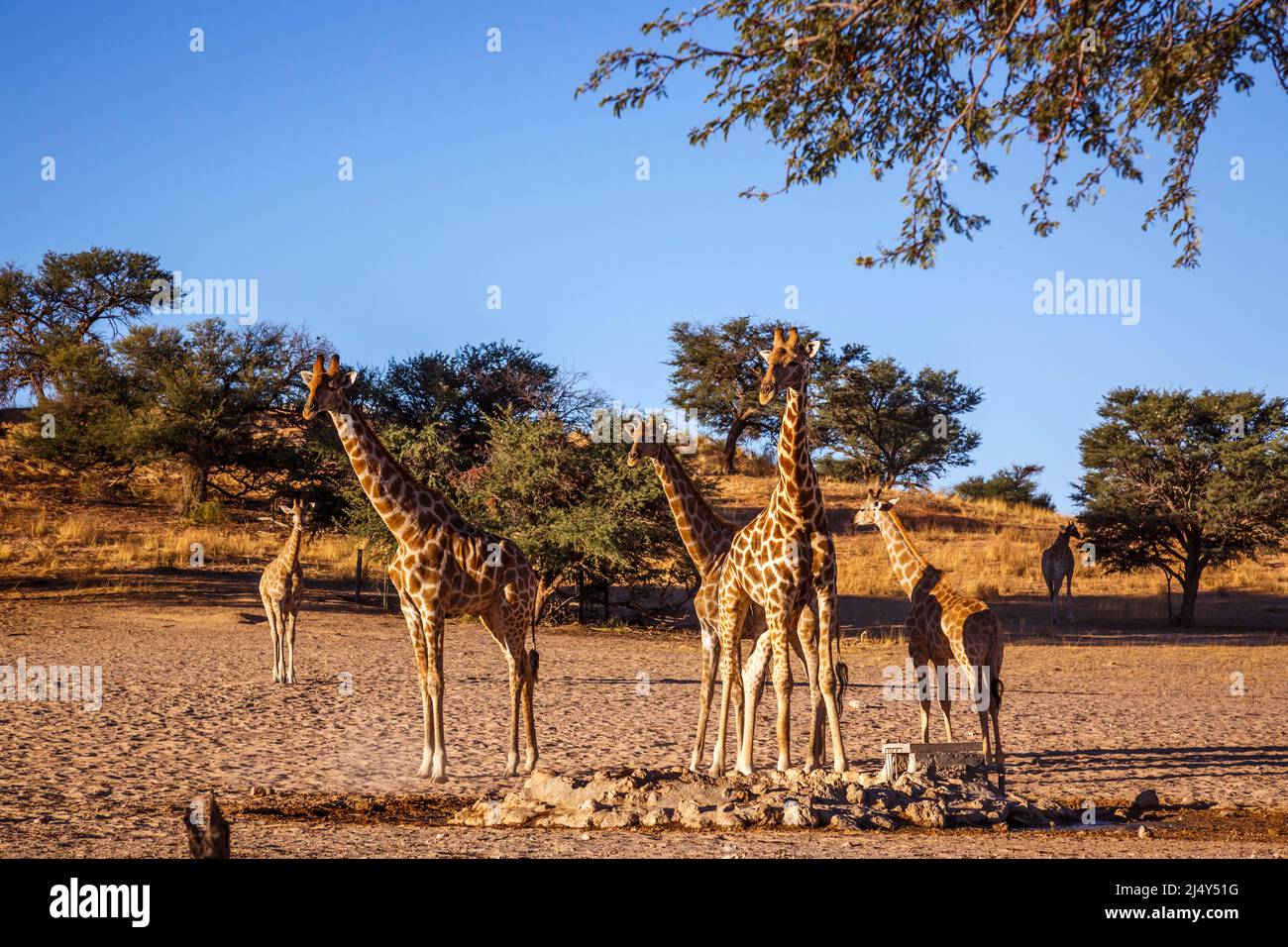 Small group of Giraffes at waterhole in Kgalagadi transfrontier park ...