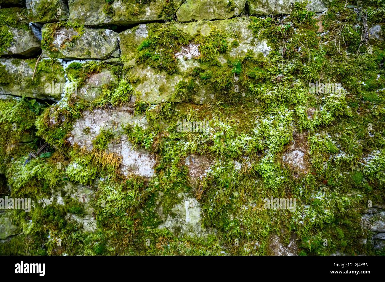 Green moss texture on a concrete surface Stock Photo - Alamy