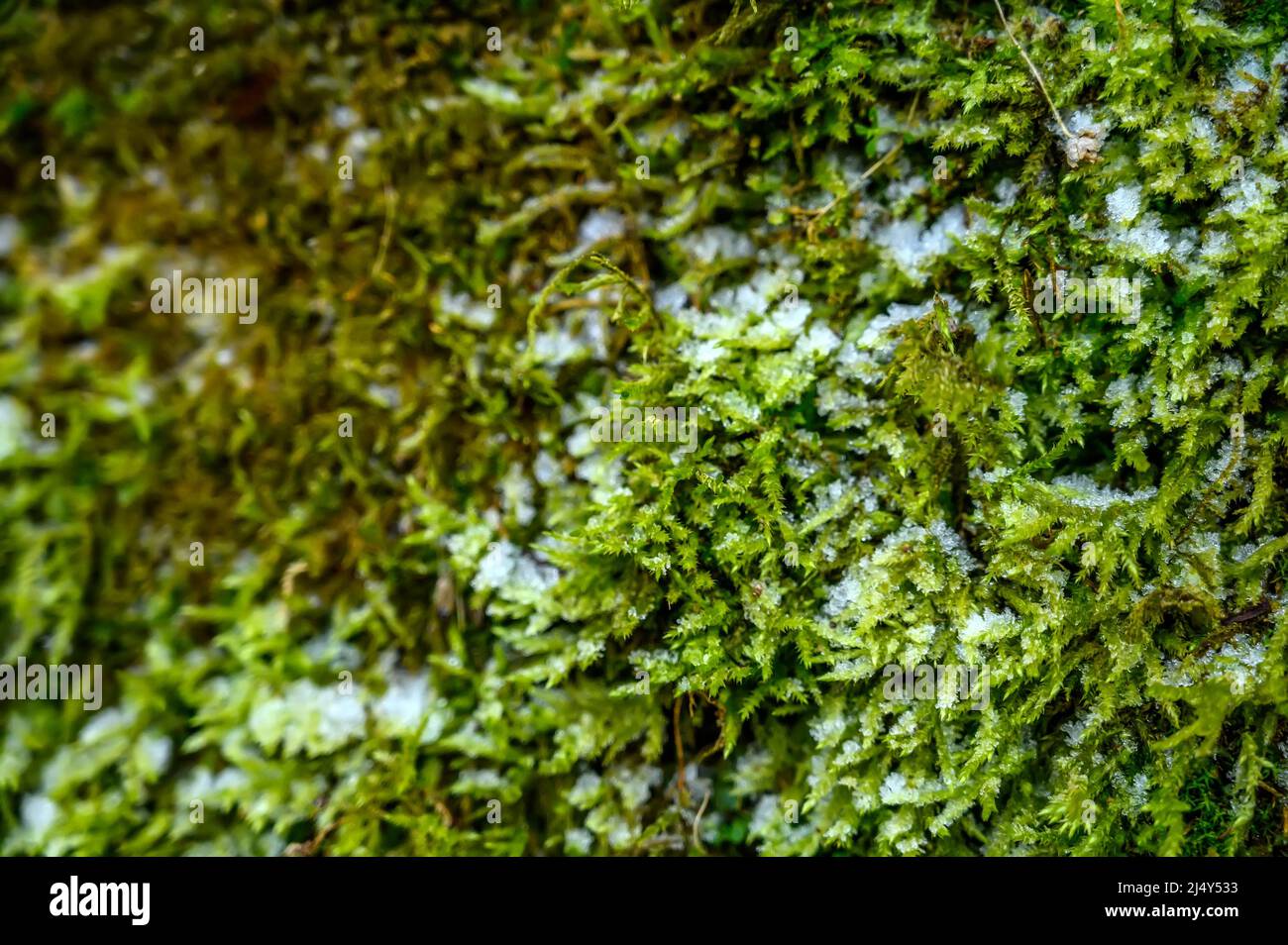 Green moss texture on a concrete surface Stock Photo - Alamy