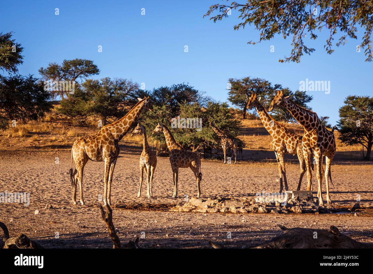 Small group of Giraffes at waterhole in Kgalagadi transfrontier park ...