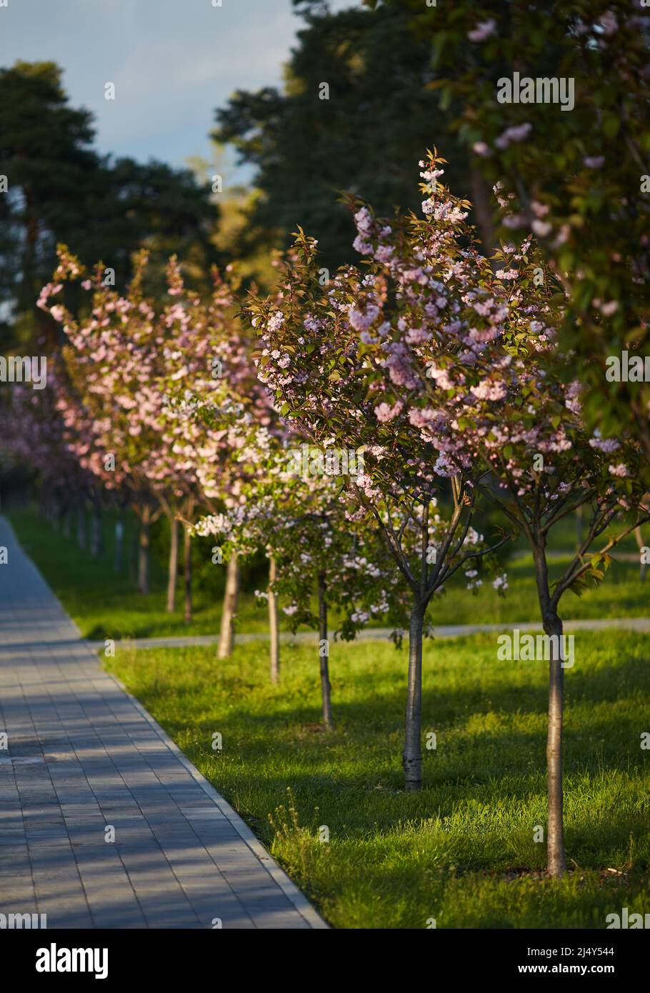 image of a park with an alley of pink flowering sakura trees. spring ...