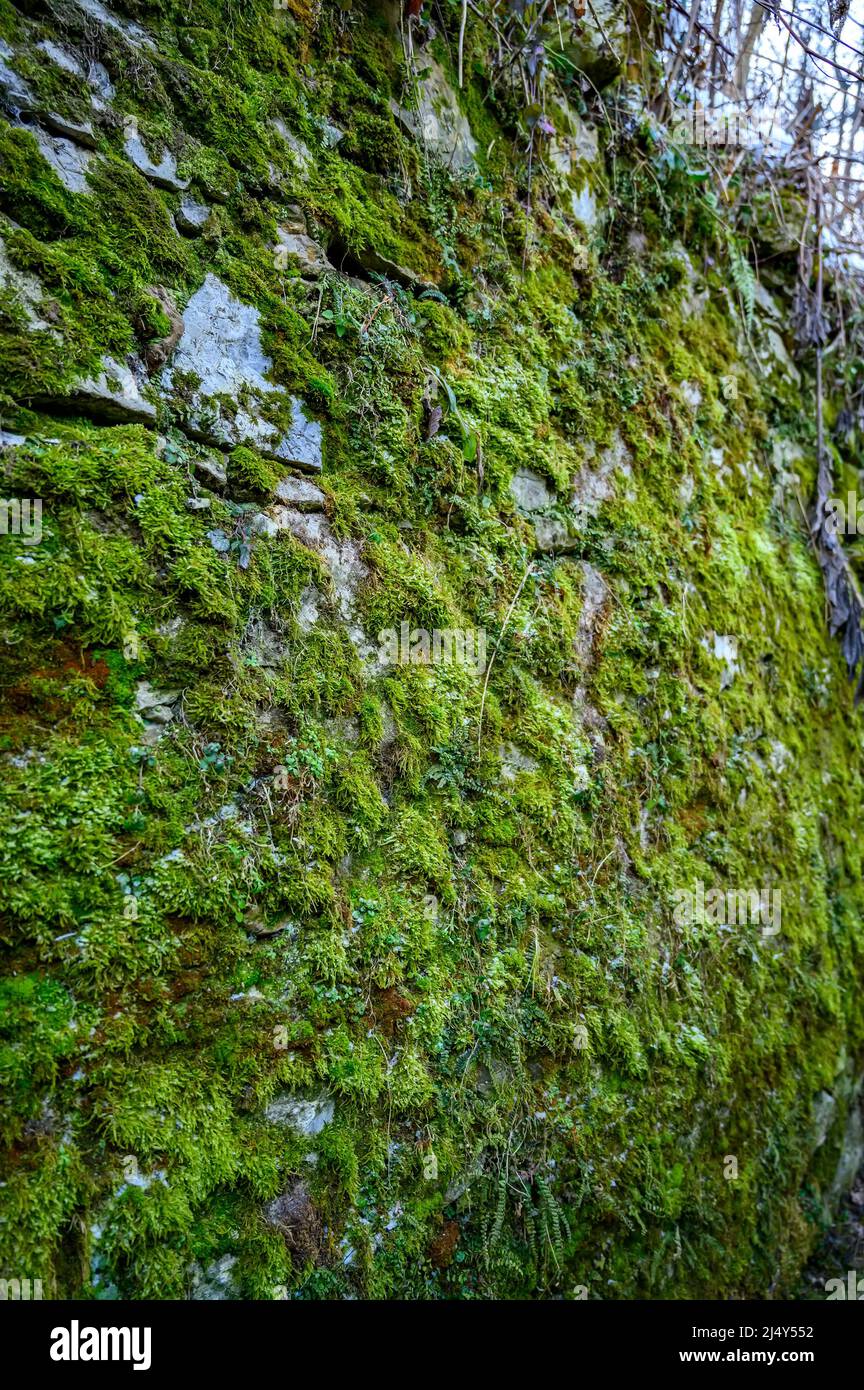 Green moss texture on a concrete surface Stock Photo - Alamy