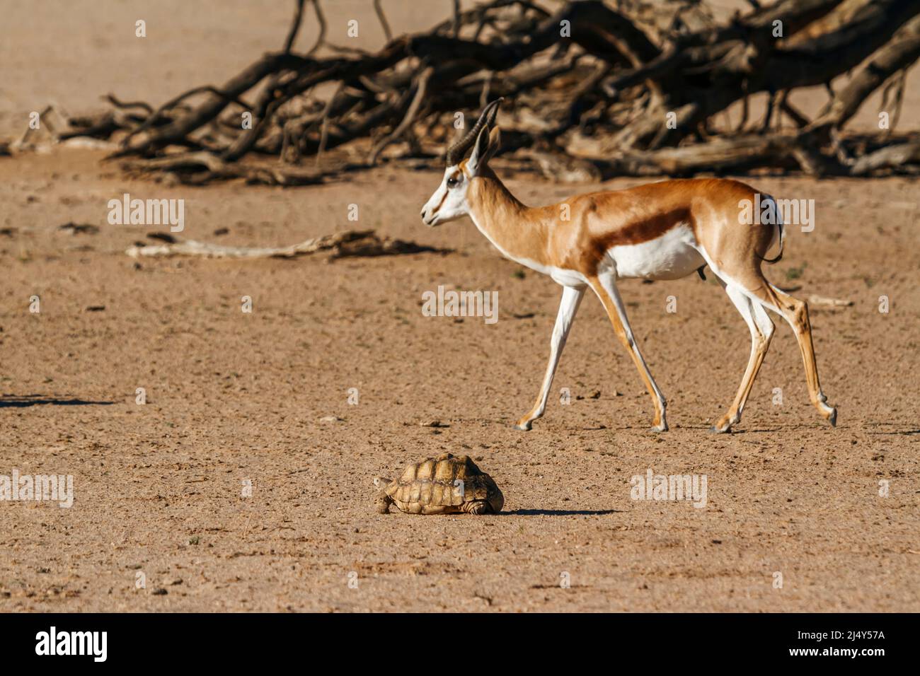 Leopard tortoise and Springbok in Kgalagari transfrontier park, South ...