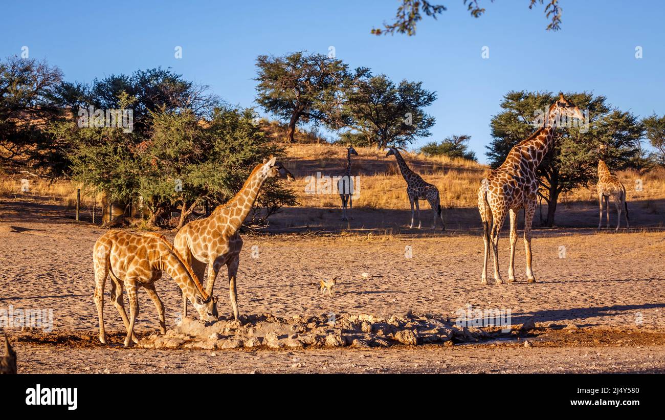 Giraffe female with two cubs drinking at waterhole in Kgalagadi ...