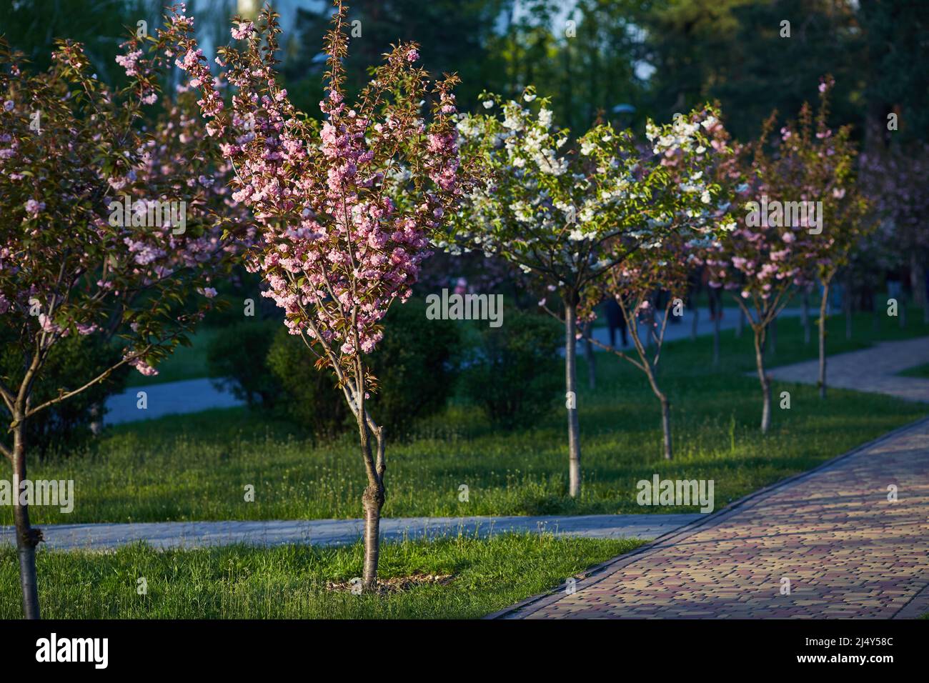 image of a park with an alley of pink flowering sakura trees. spring ...