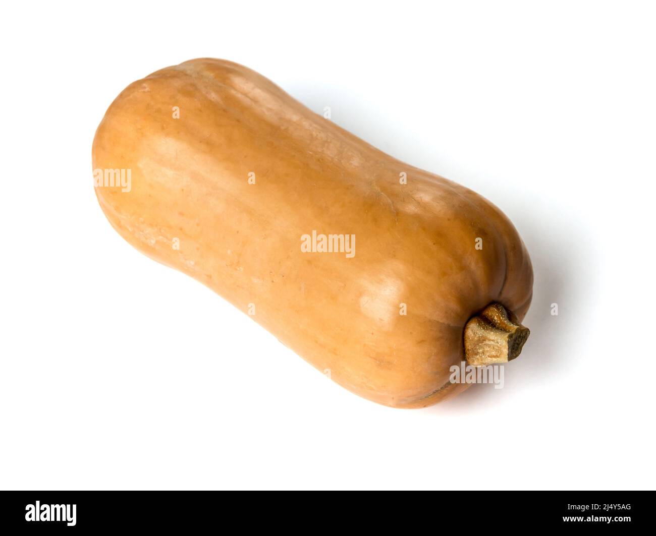 Fresh organic butternut squash isolated on white background Stock Photo ...