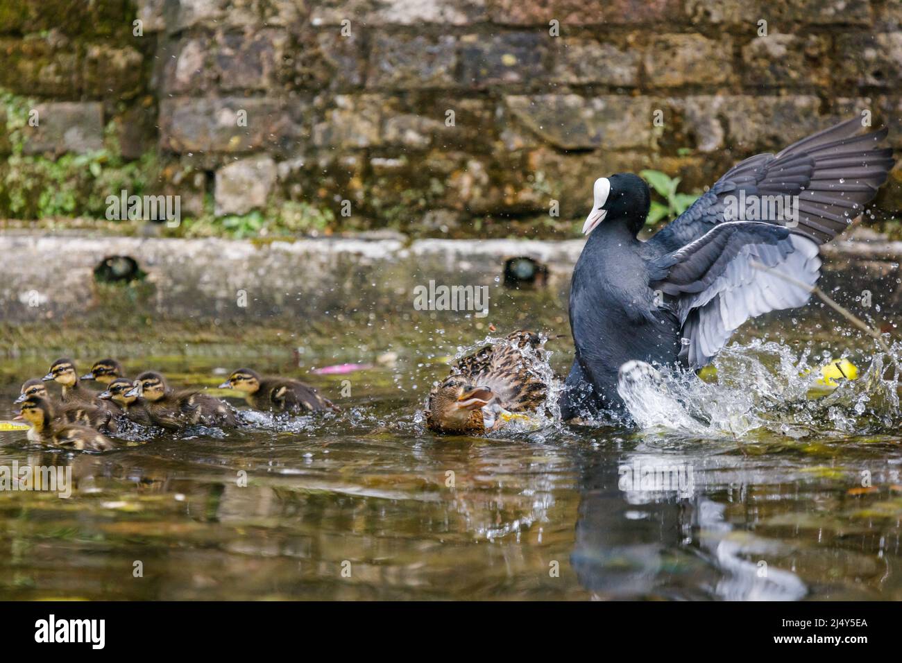 Duck protecting ducklings hi-res stock photography and images - Alamy