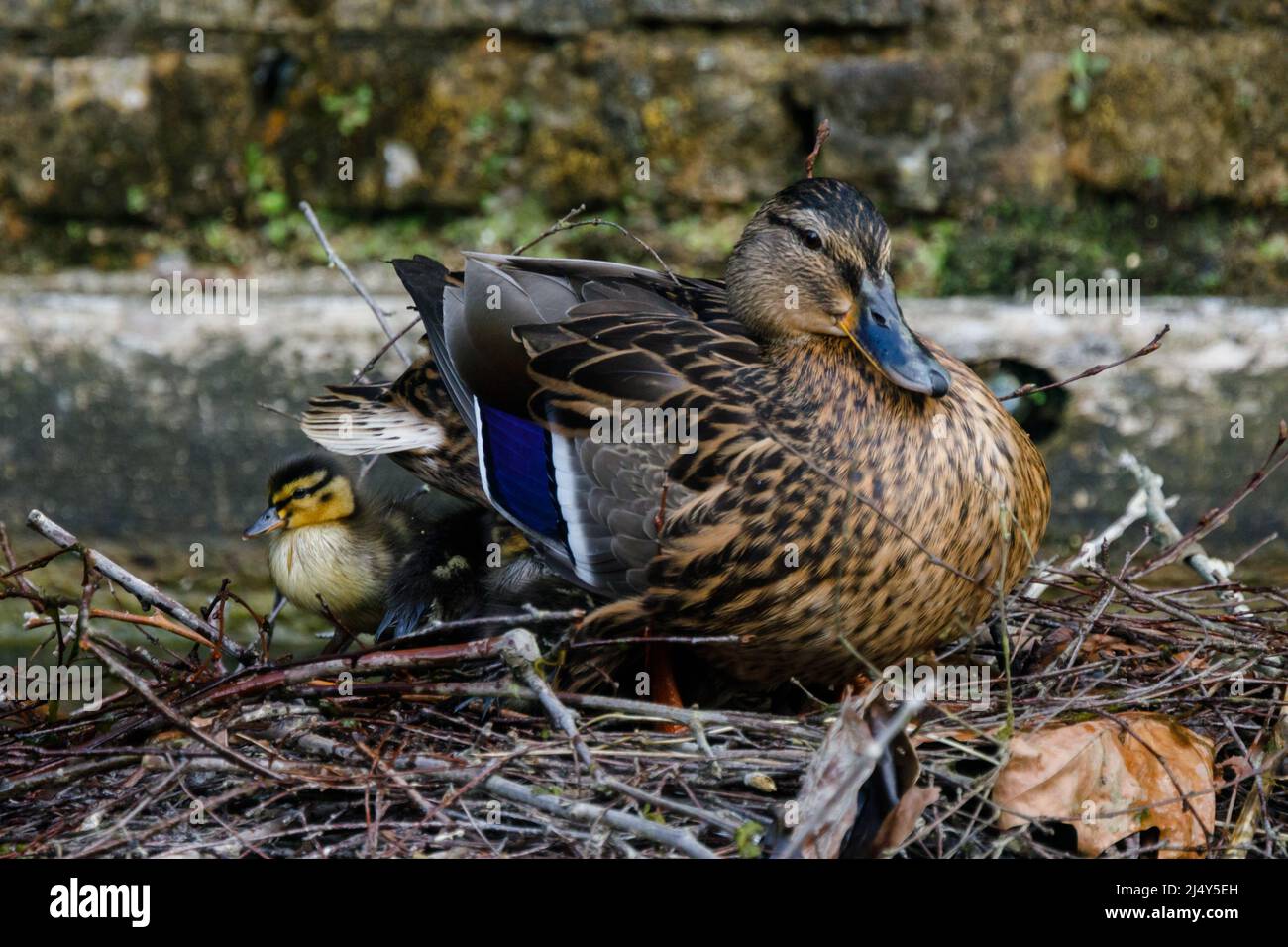 Adult Female Mallard duck (Anas platyrhynchos) nesting with ducklings ...
