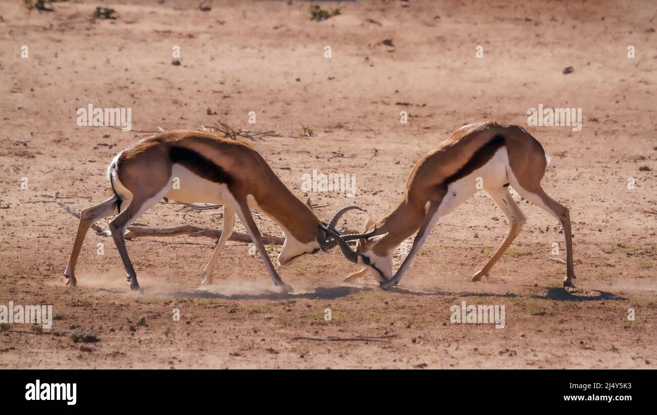 Two Springbok dueling in Kgalagari transfrontier park, South Africa ...