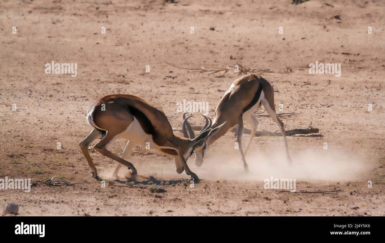 Two Springbok dueling in Kgalagari transfrontier park, South Africa ...