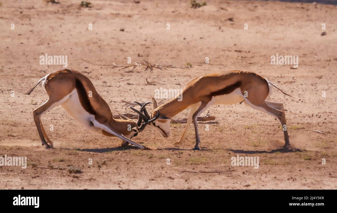 Two Springbok dueling in Kgalagari transfrontier park, South Africa ...