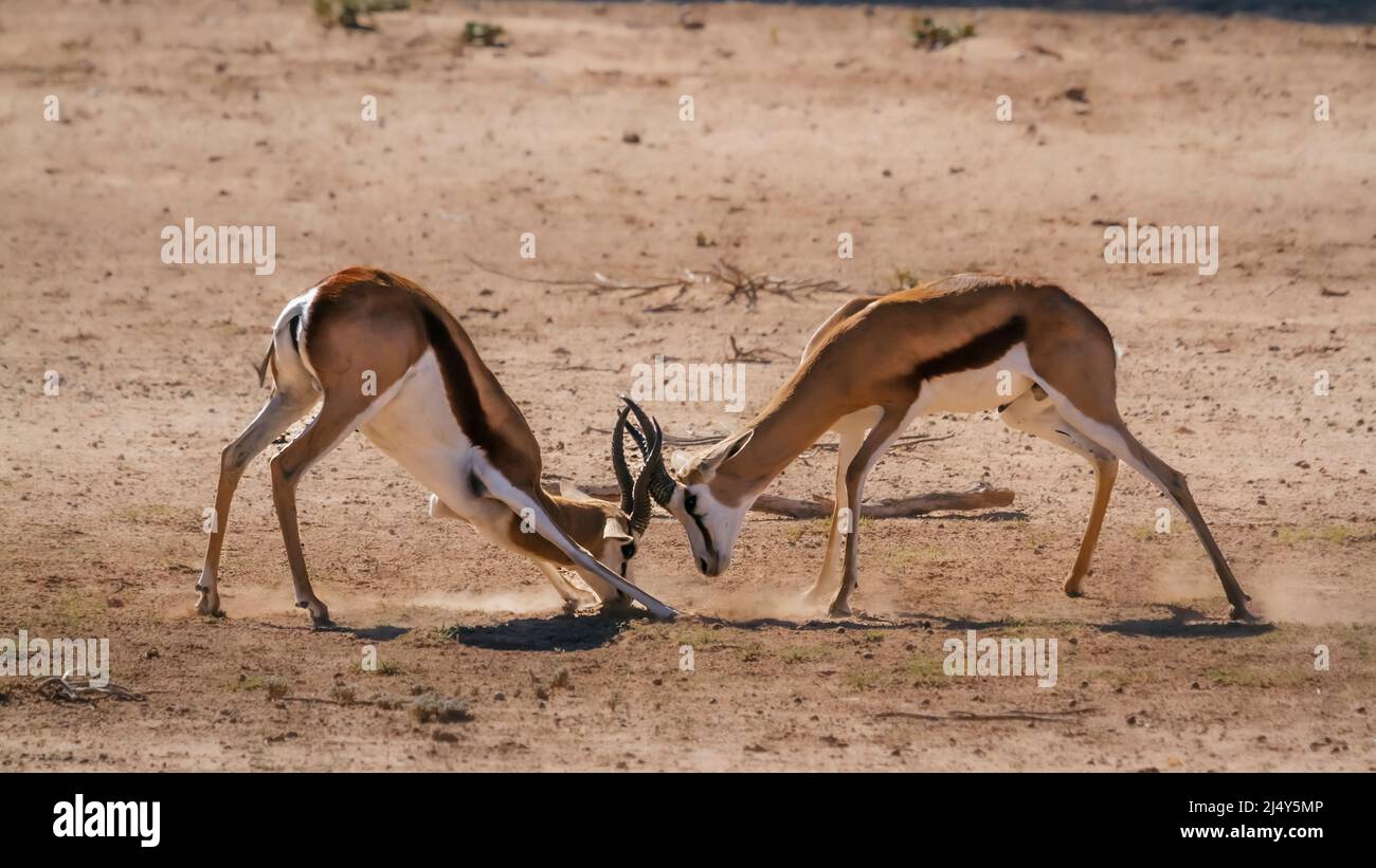Two Springbok dueling in Kgalagari transfrontier park, South Africa ...