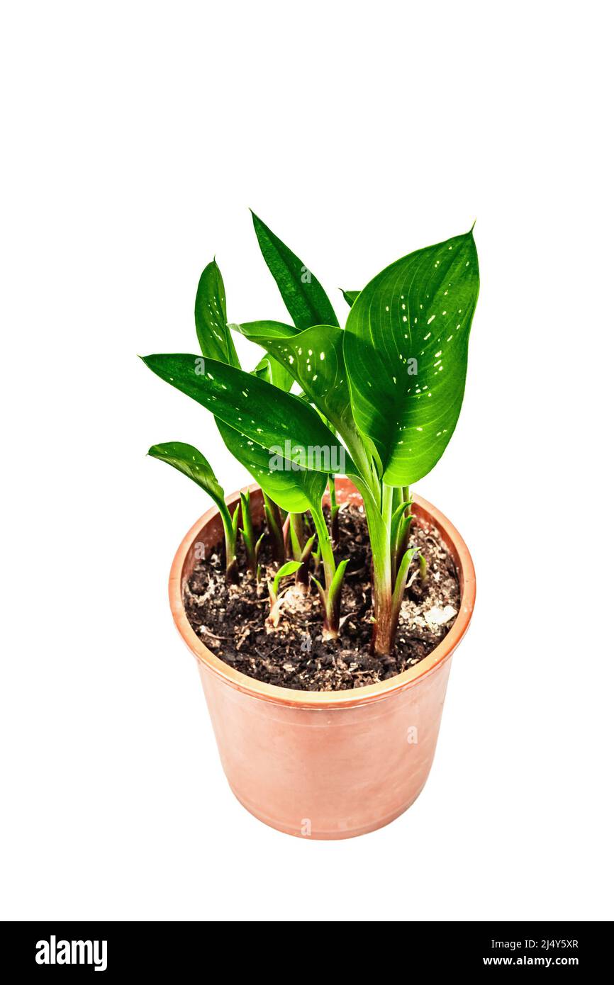 Calla Black Magic in a plant pot isolated on white background ...
