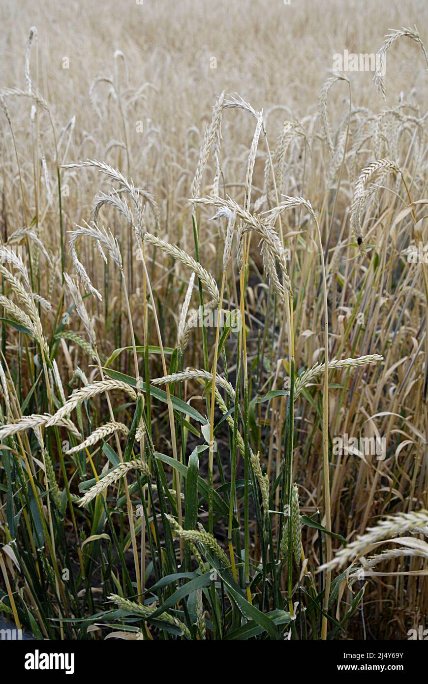 UNITED STATES / WASHINGTON STATE / WASHINGTON STATE SOIL EXTREAMLY ...