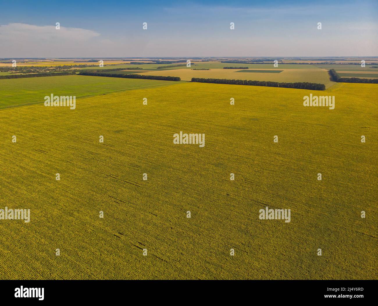 Top view field sunflower birds hi-res stock photography and images - Alamy