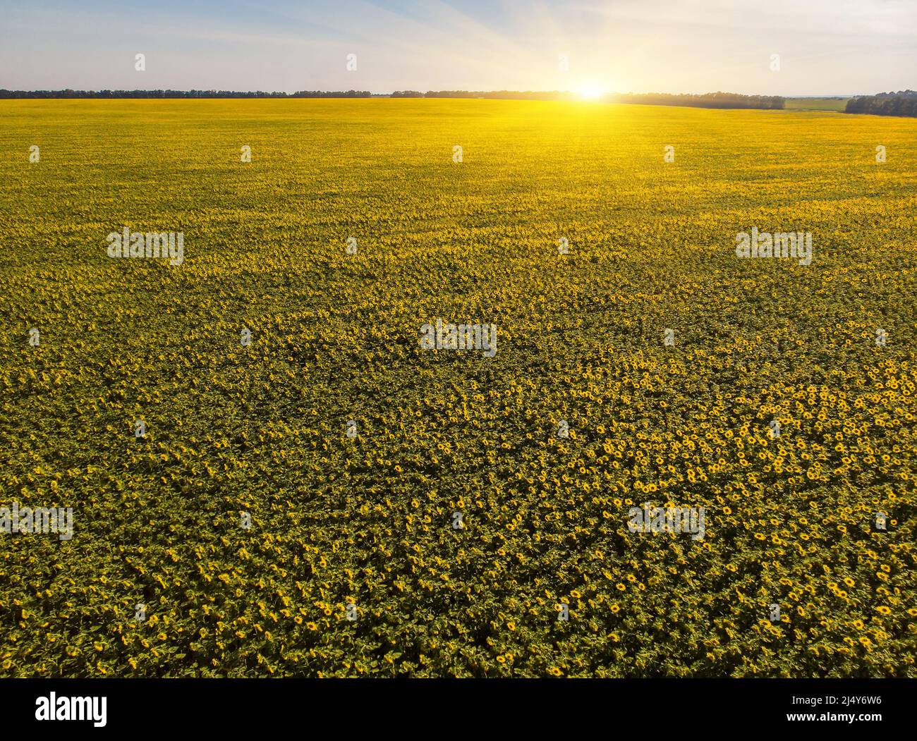 Field of sunflowers. Aerial view of agricultural fields flowering ...