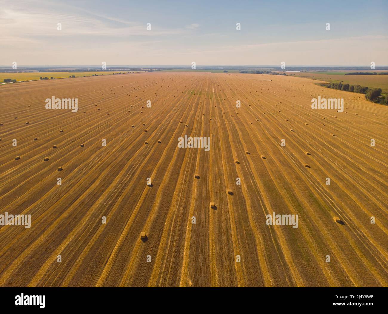 Aerial view of hay bales at sunset in summer. Top view of hay stacks ...