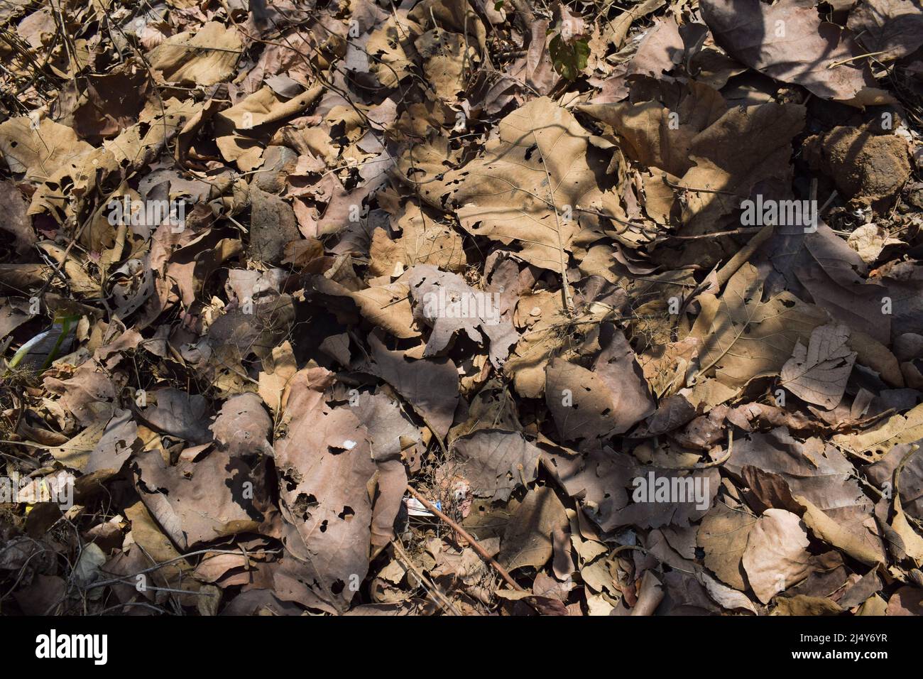 Dries leaves fallen on ground during autumn summer season in Forest in ...