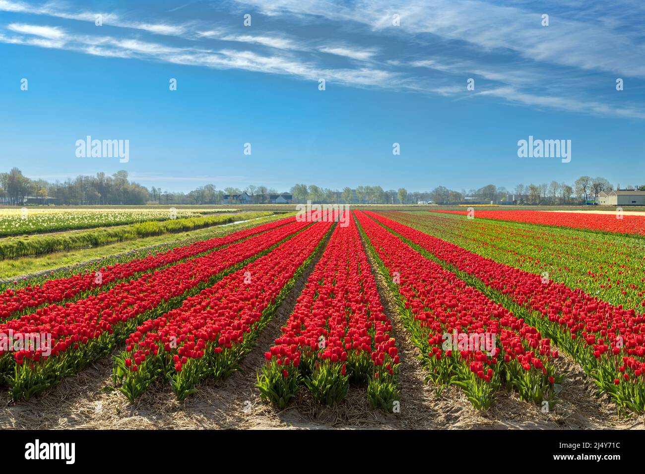 Flowering tulips in rural landscape, near Keukenhof, Lisse, South Holland, The Netherlands ...