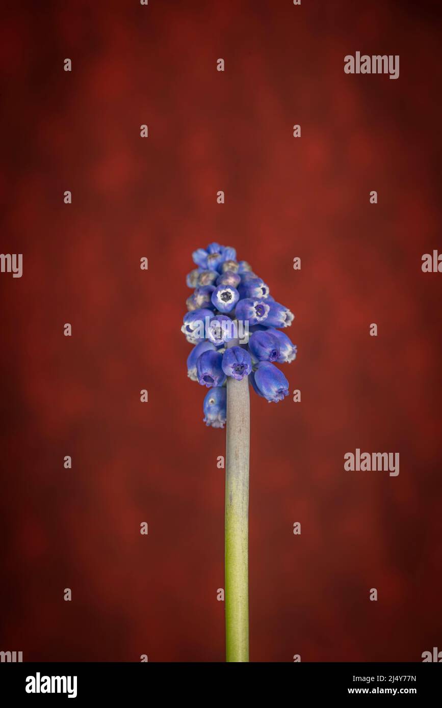 Blue Spike Muscari armeniacum flower with red vintage color background ...