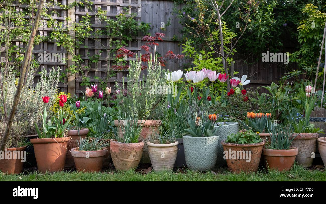 Small lavender plants in pots hi-res stock photography and images - Alamy