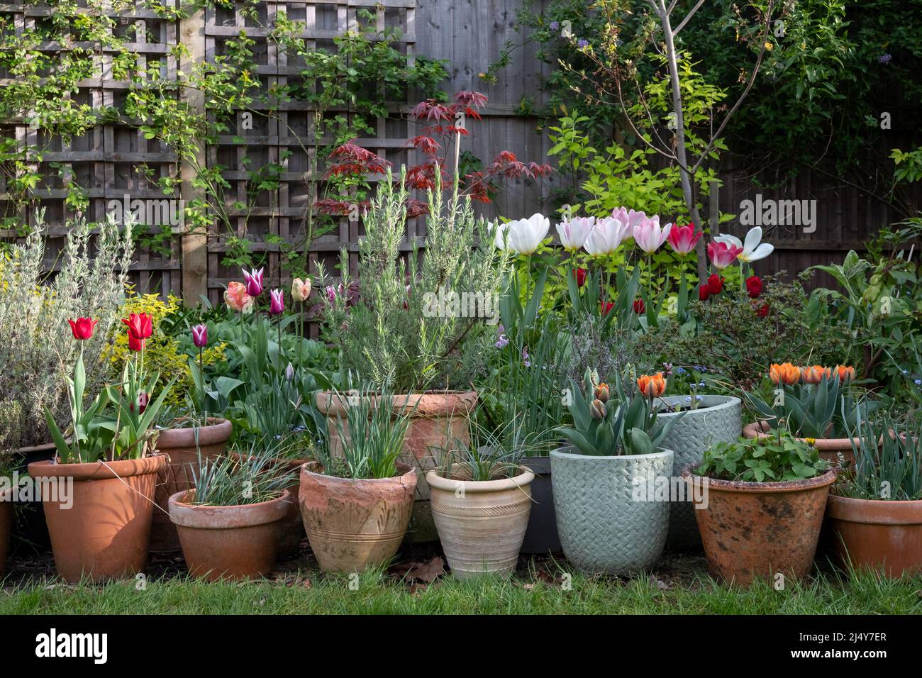 Variety of terracotta flower pots in spring in a suburban garden in ...