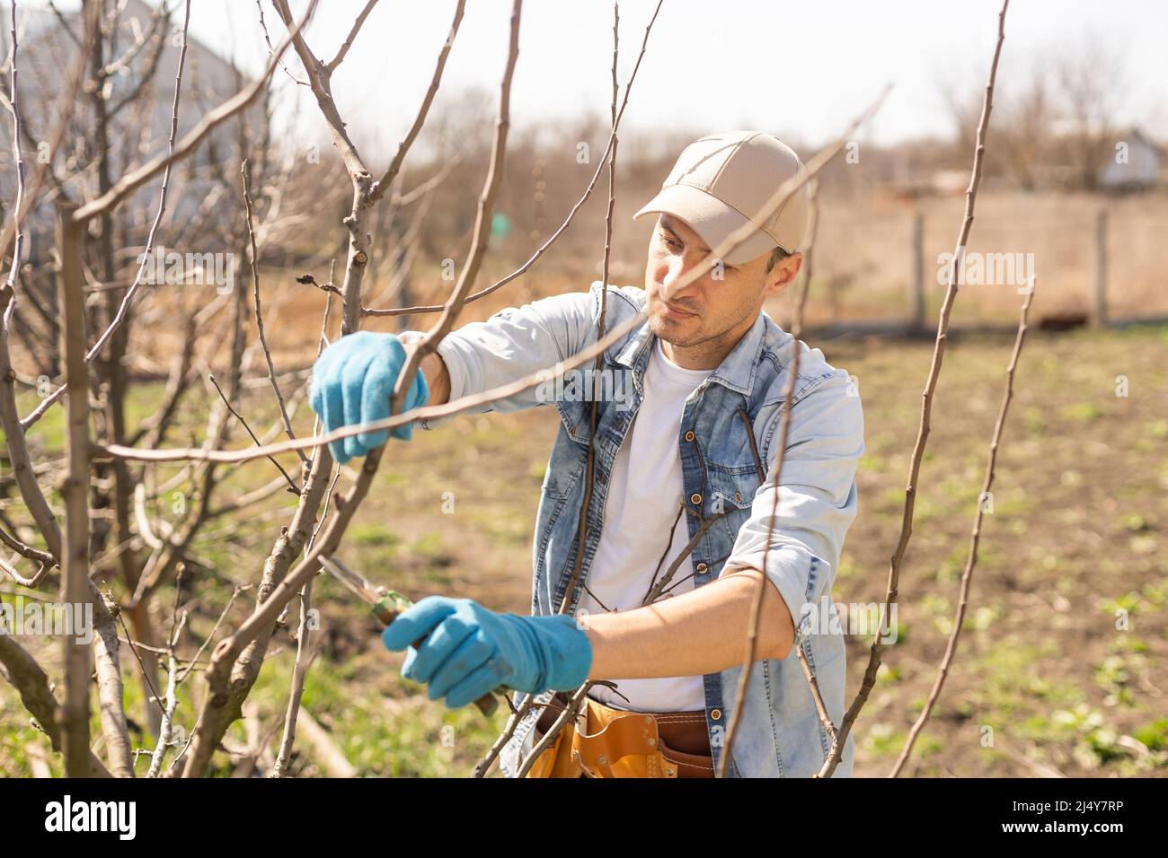 Prune pruning peach hi-res stock photography and images - Alamy