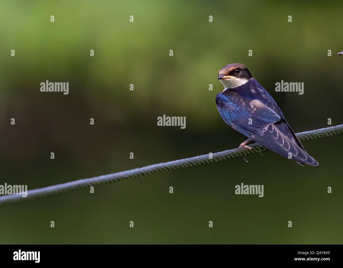 A Juvenile Wire Tail Swallow sitting on wire looking back Stock Photo ...