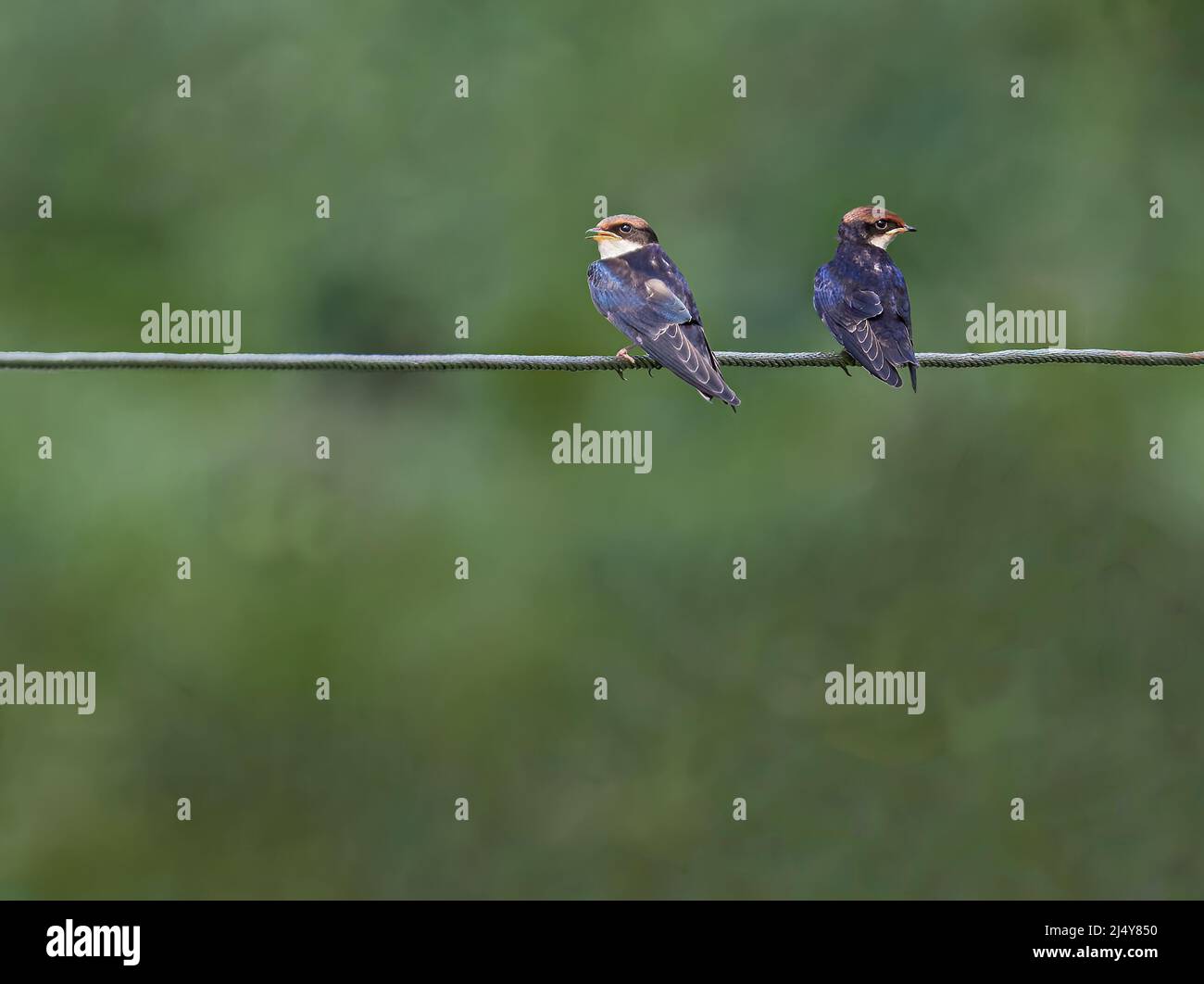 A Pair of Wire Tail Swallow resting on a wire and looking opposite ...