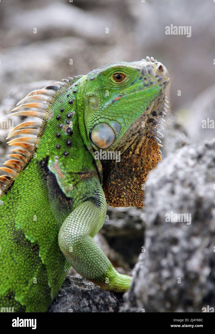 Green Iguana (Iguana iguana), Cozumel, Mexico Stock Photo - Alamy