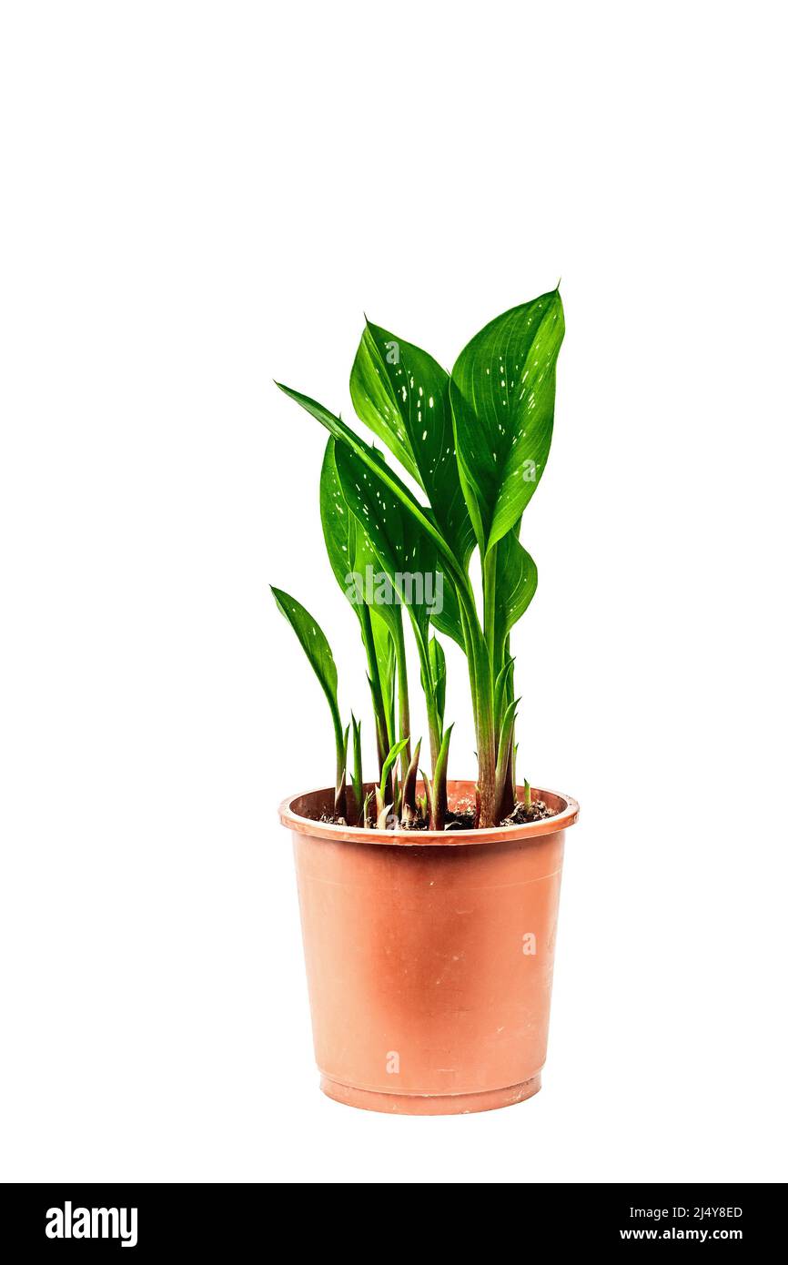 Calla Black Magic in a plant pot isolated on white background ...