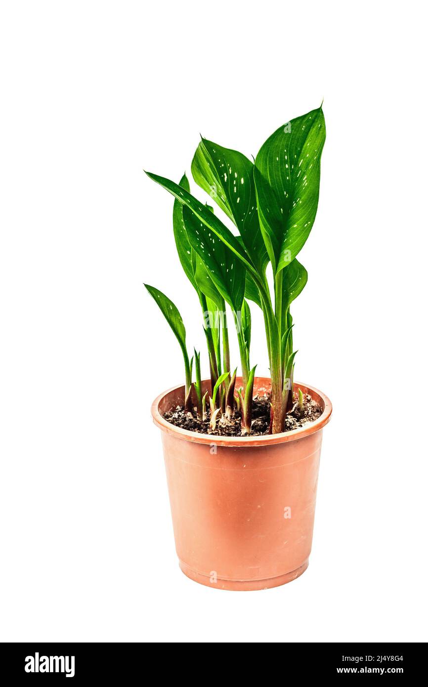 Calla Black Magic in a plant pot isolated on white background ...