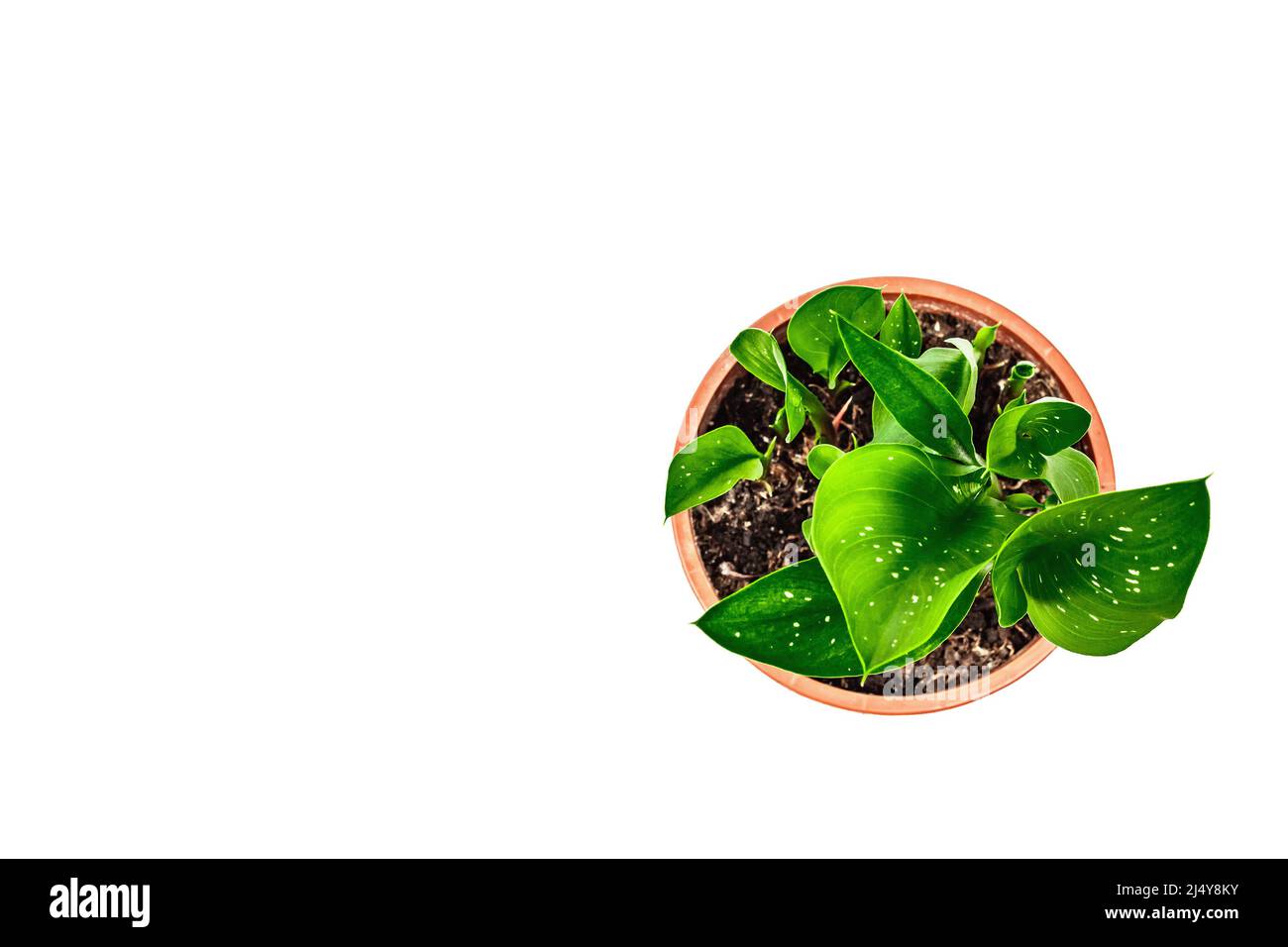 Calla Black Magic in a plant pot isolated on white background ...