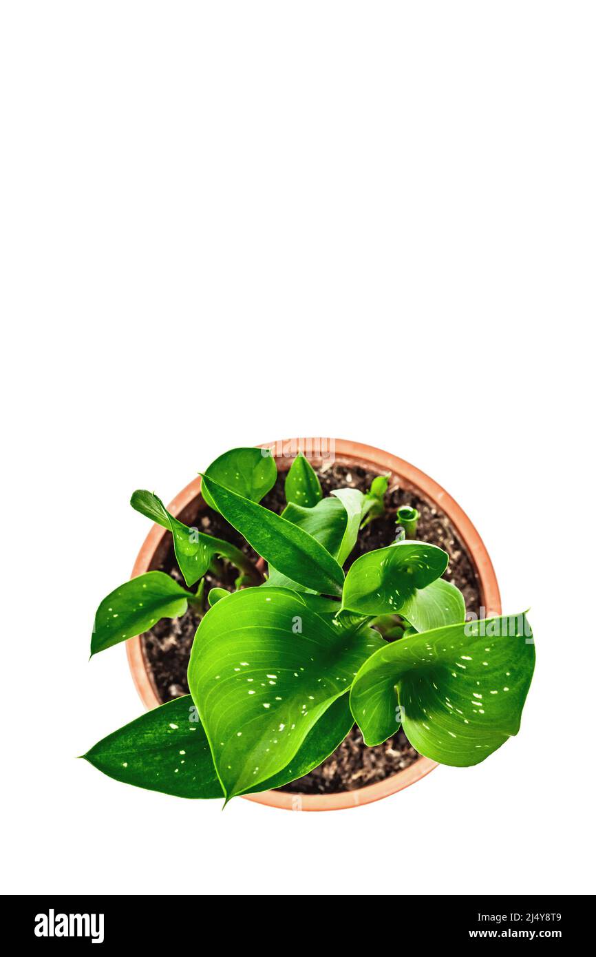 Calla Black Magic in a plant pot isolated on white background ...
