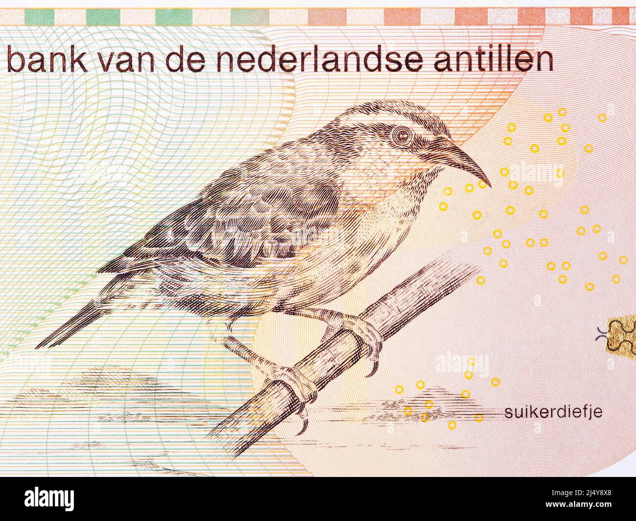 Bananaquit from Netherlands Antillean money - guilder Stock Photo - Alamy