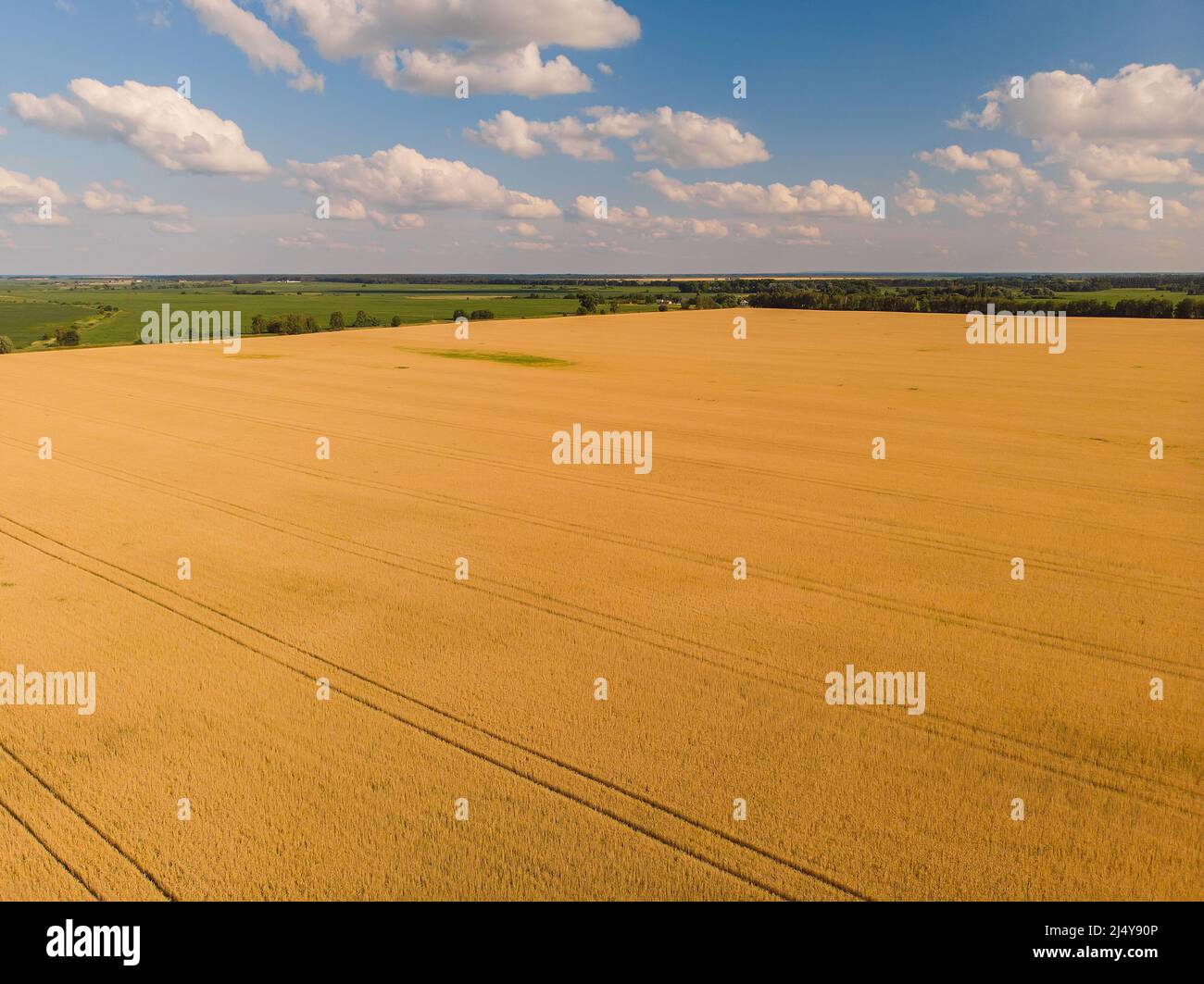 Wheat field from a height, top view, photographed by drone Stock Photo ...