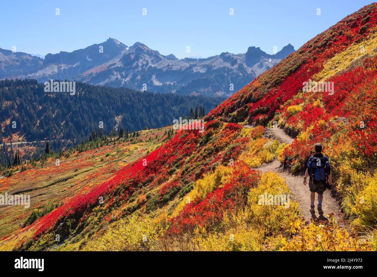 A hiker walks on a trail surrounded by stunning fall foliage at Mt ...
