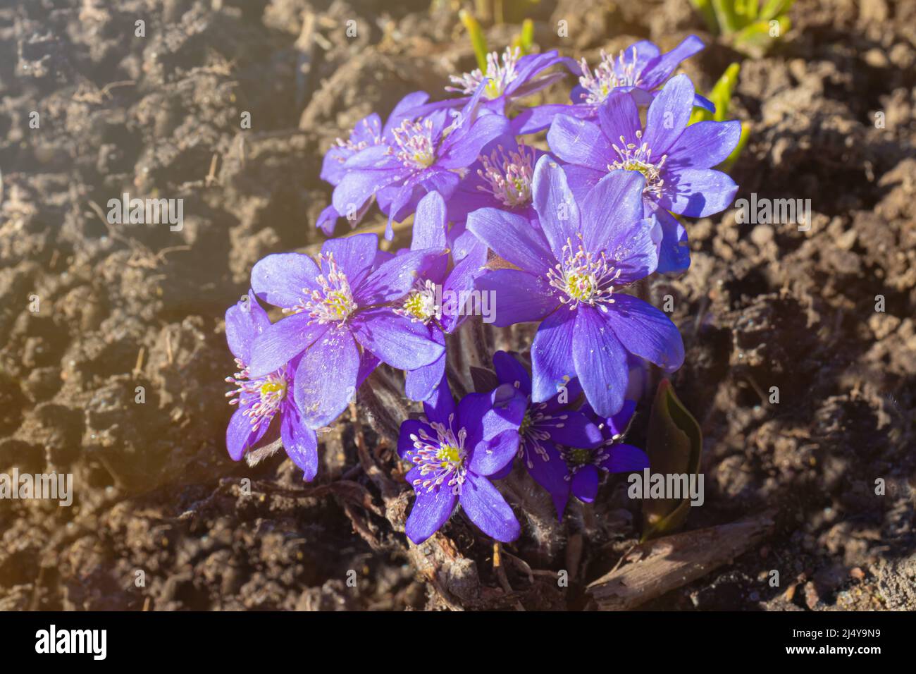 Noble hepatica hi-res stock photography and images - Alamy