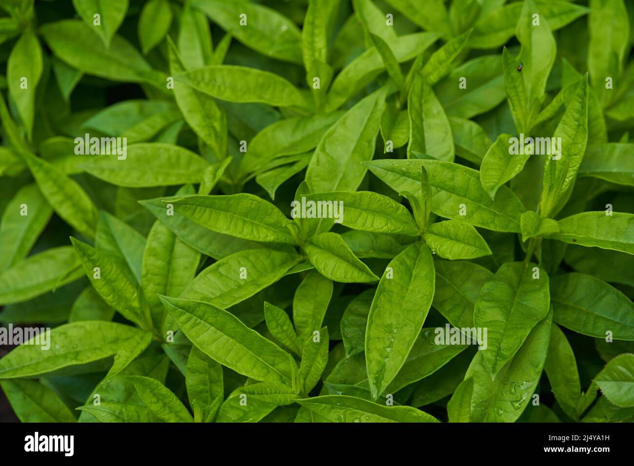 Phlox Leaves