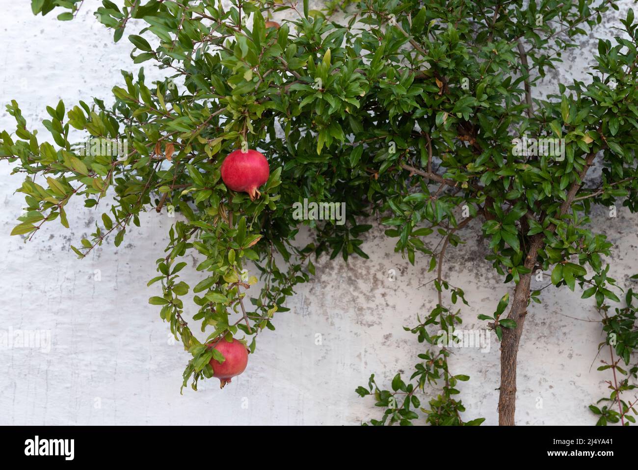 Hanging pomegranates hi-res stock photography and images - Alamy