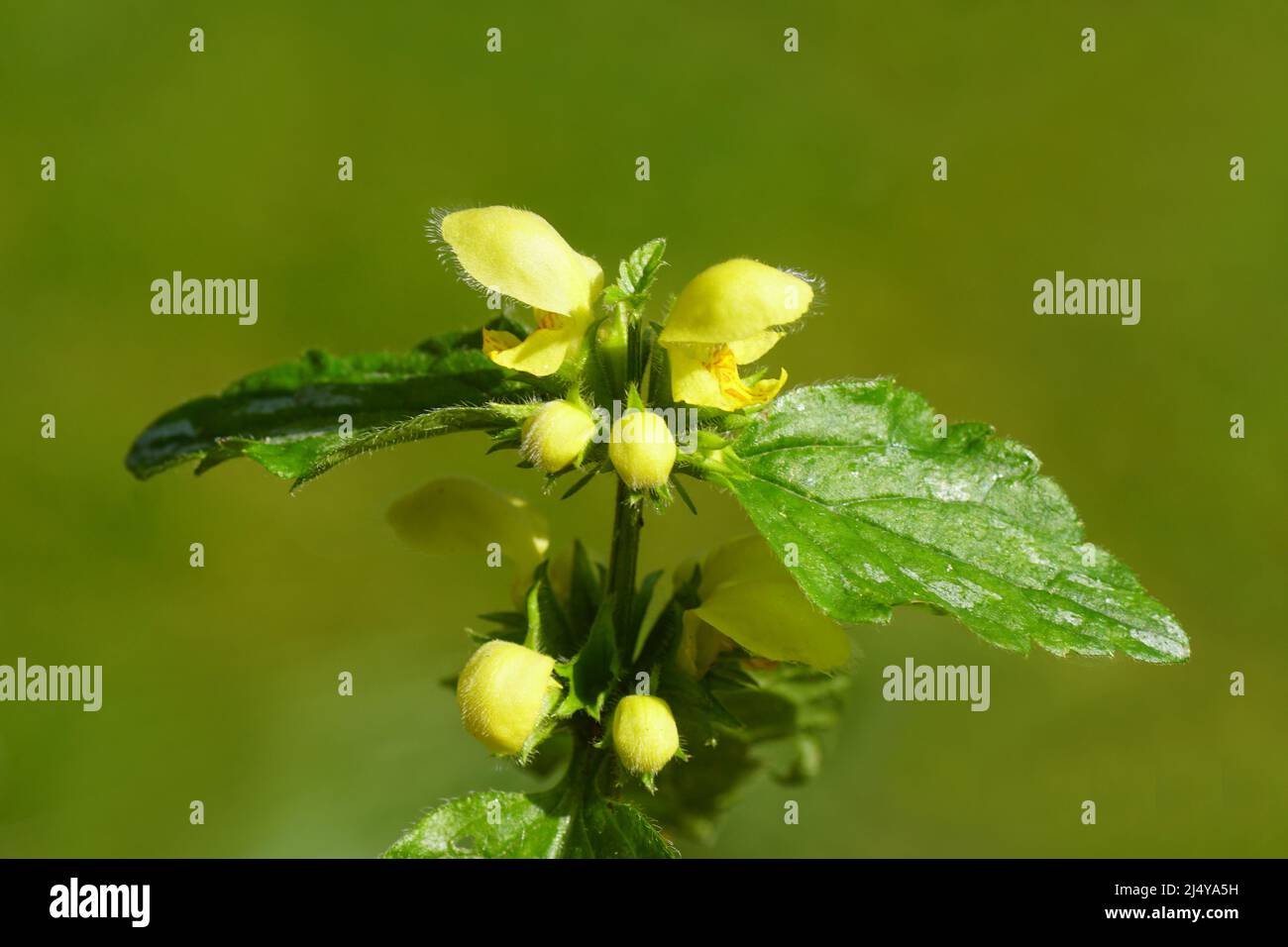 Yellow flowers Subspecies Yellow Archangel (Lamiastrum galeobdolon ...
