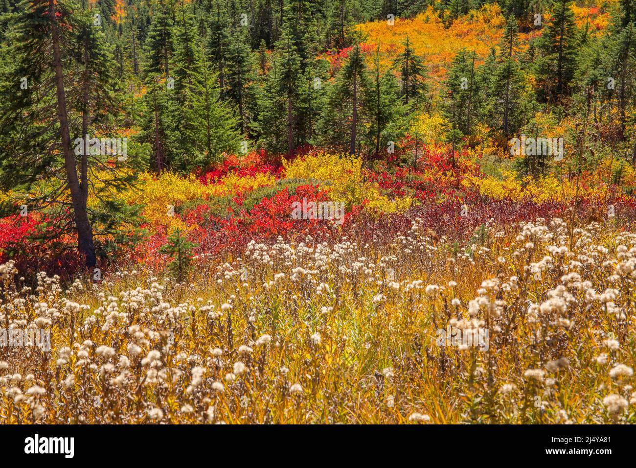 Beautiful fall foliage and colors at Mt. Rainier National Park in ...